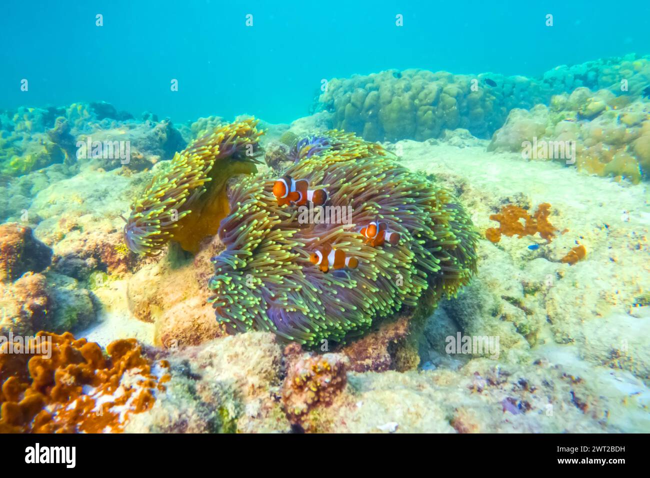 Three Clown fish Amphiprion ocellaris swim fish in polyps poisonous ...