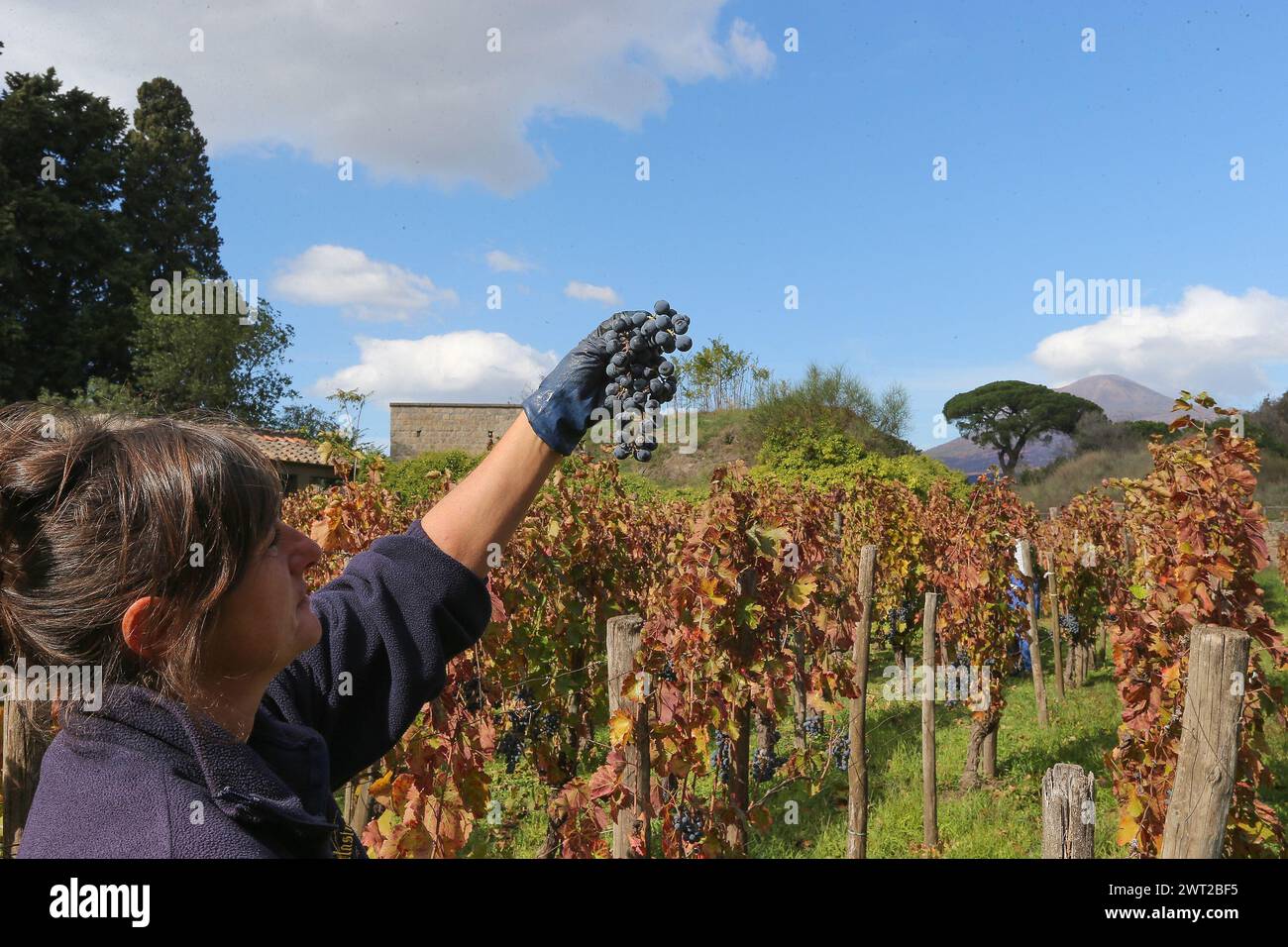 A winegrower Look at a cluster of fresh grapes during the grape harvest ...