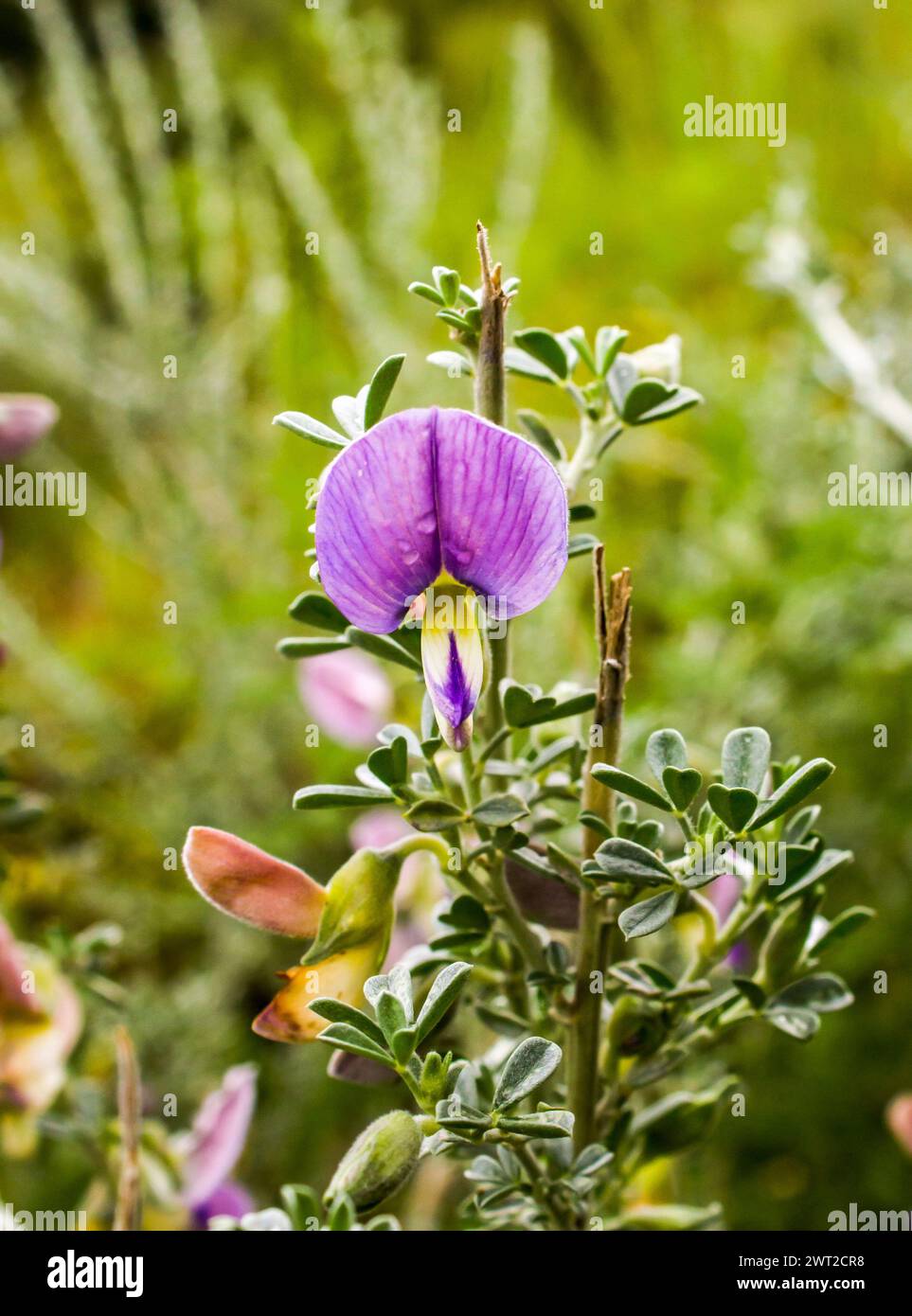 A small, delicate purple pea-like wildflower growing in the Drakensberg ...