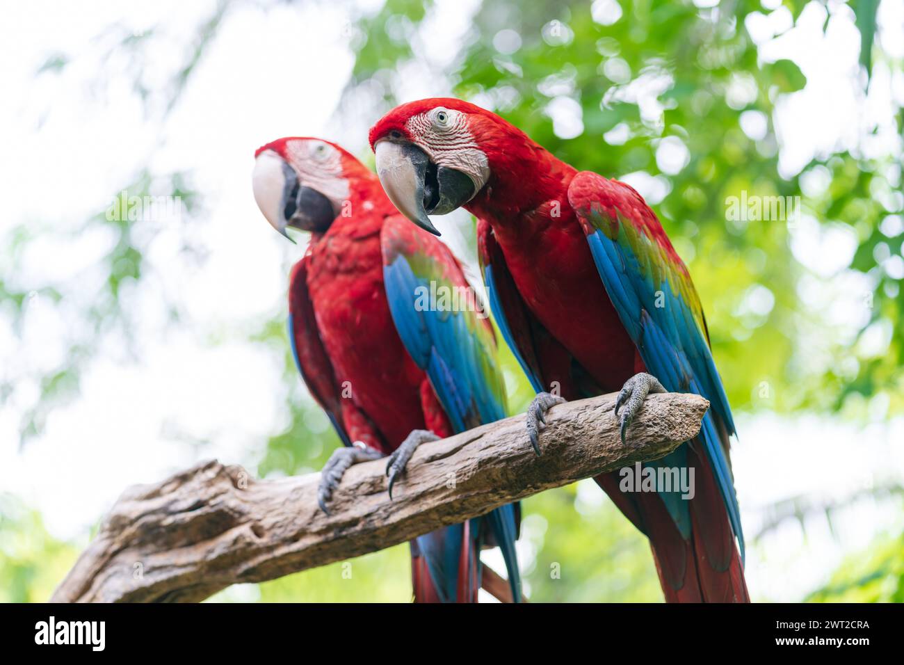 Group of colorful macaw on branches, Wildlife from tropical forest ...