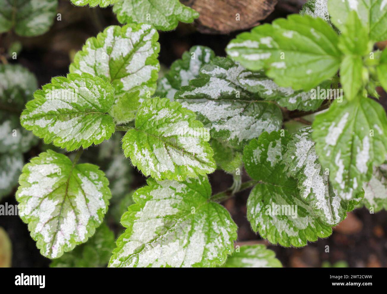 Silver nettle vine hi-res stock photography and images - Alamy