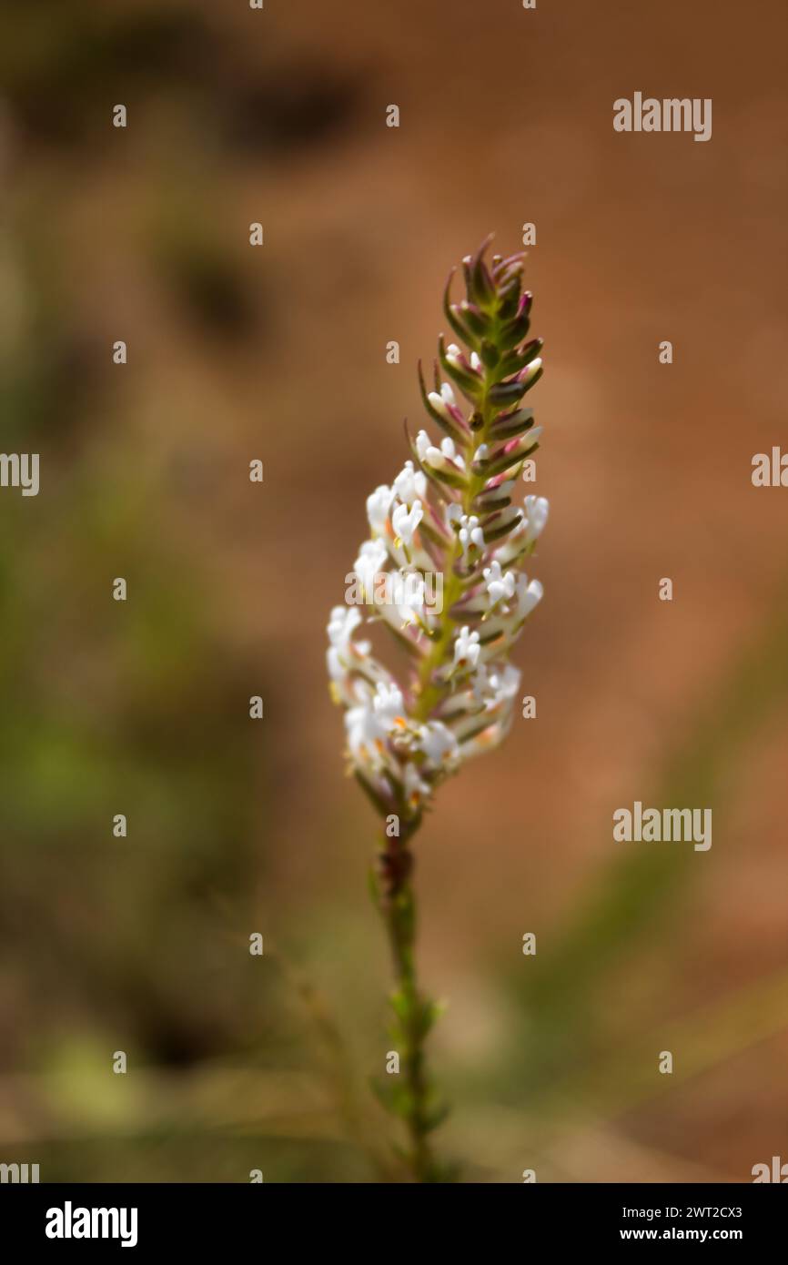 A small intricate wildflower of the Afroalpine grasslands of the ...