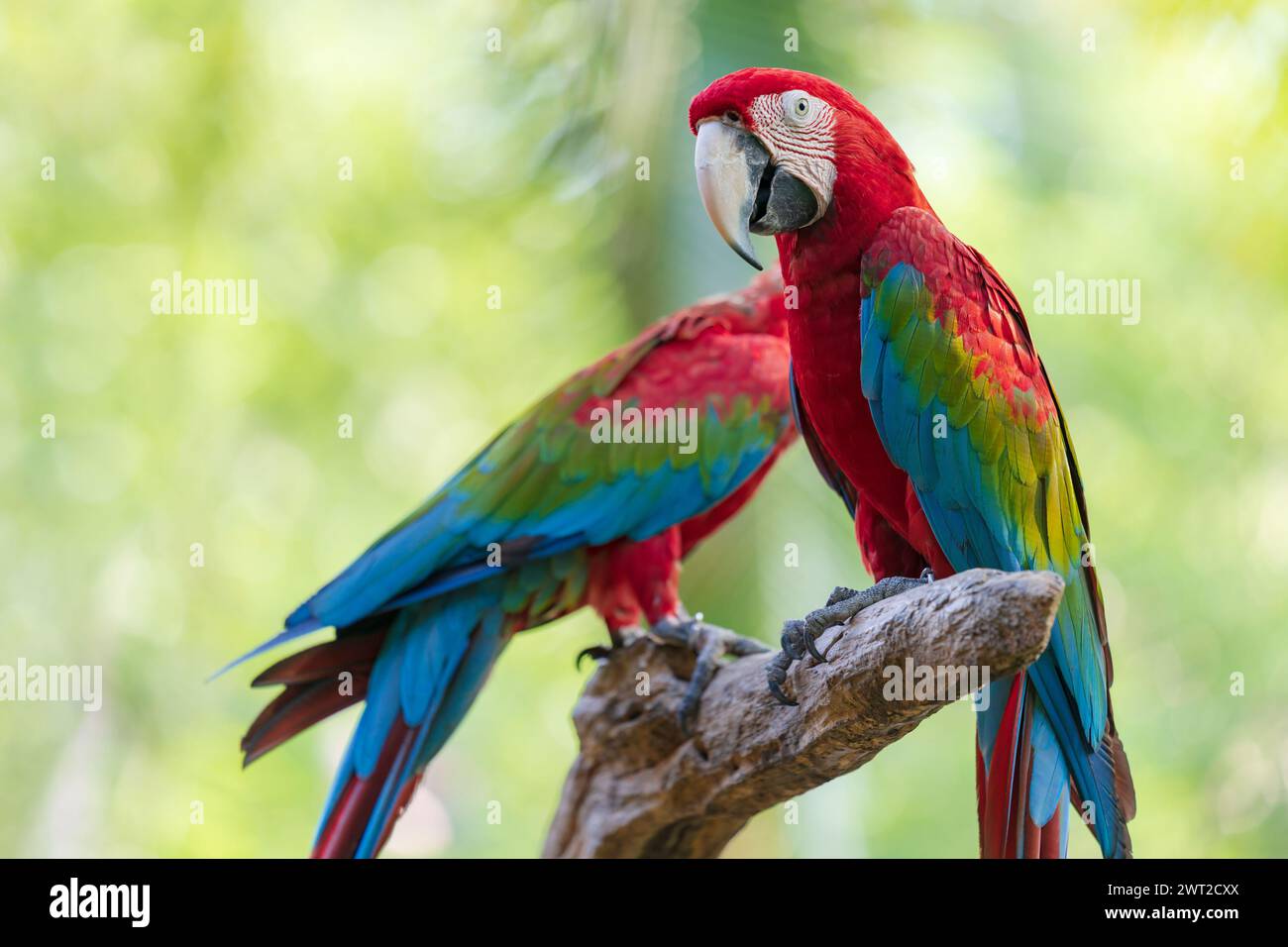 Group of colorful macaw on branches, Wildlife from tropical forest ...