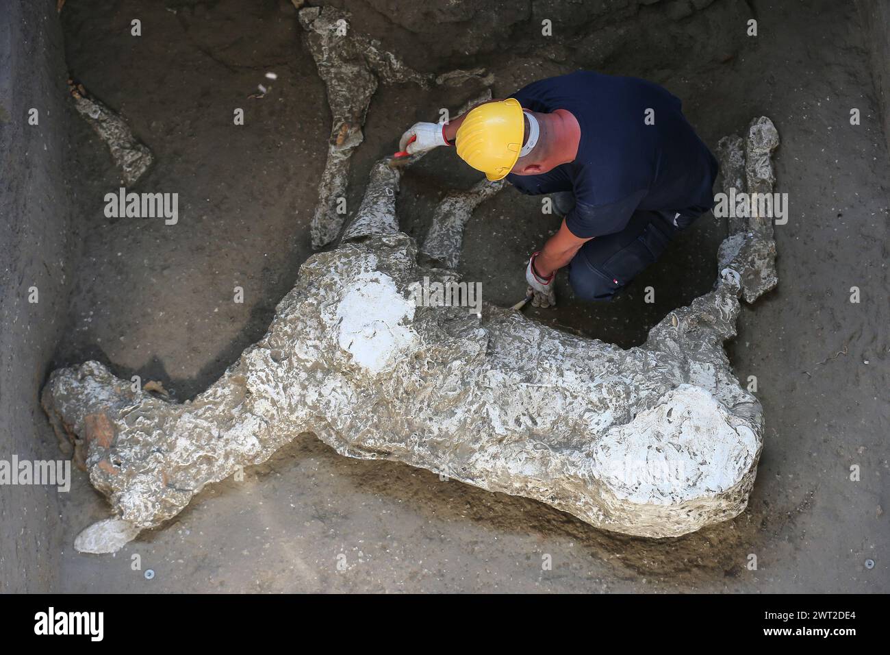 An archaeologist cleaning the cast of a horse in the ruins of a roman ...