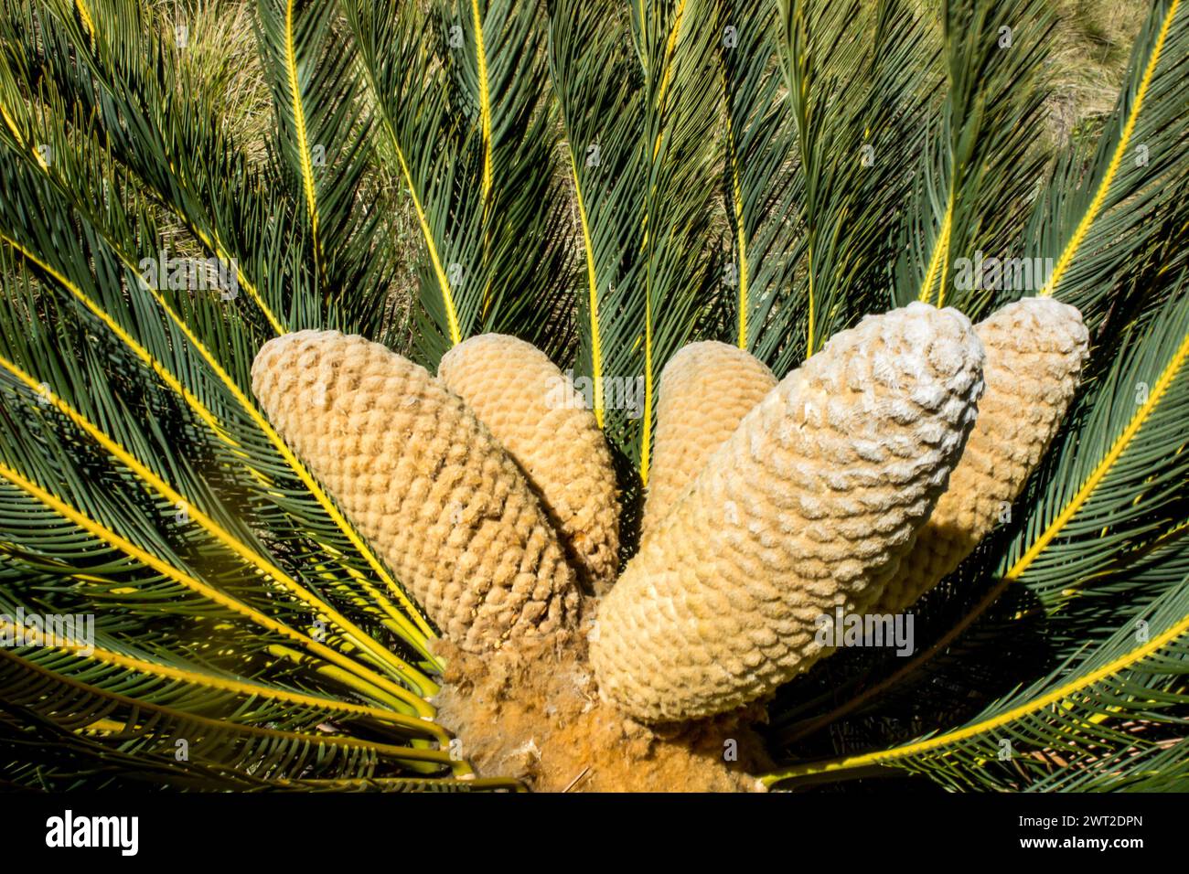 Drakensberg Cycad Cones Stock Photo - Alamy