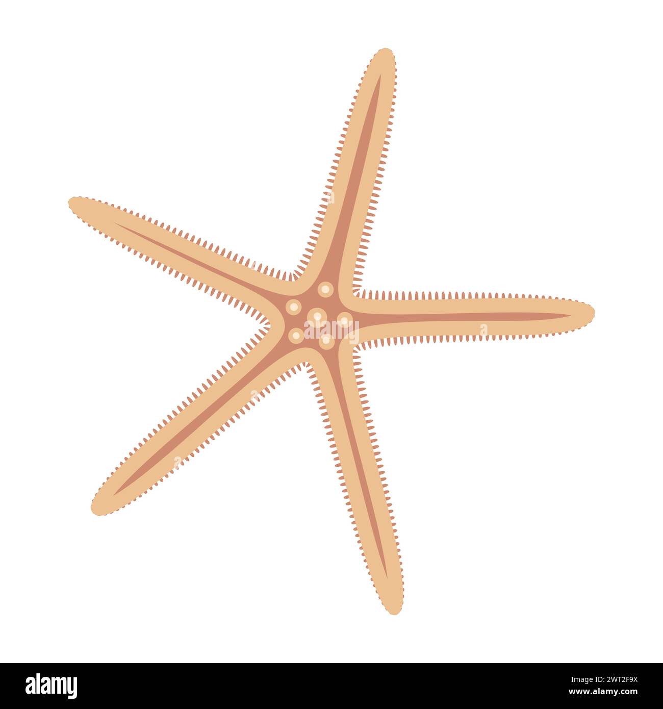 Dried starfish. Starfish icon flat style. Sea animal cartoon style ...