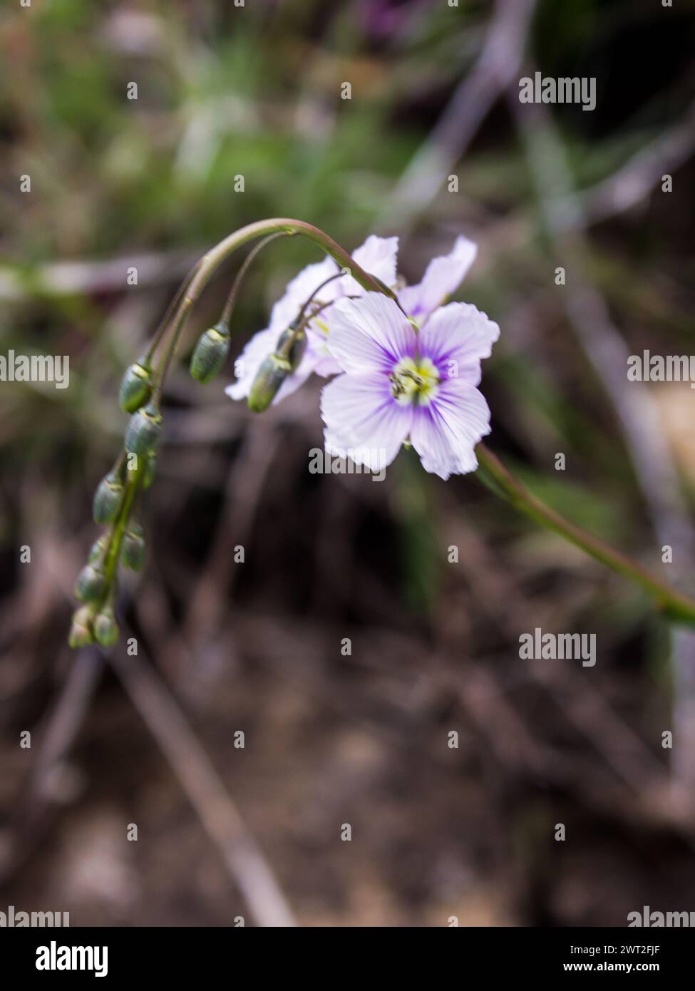 Heliophila rigidiuscula hi-res stock photography and images - Alamy