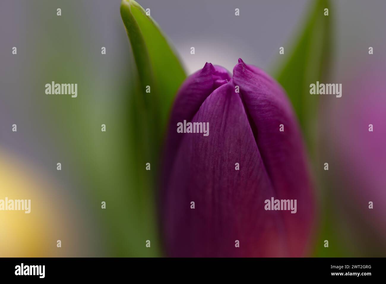 Macro or close-up photographic image of single purple tulip flower ...