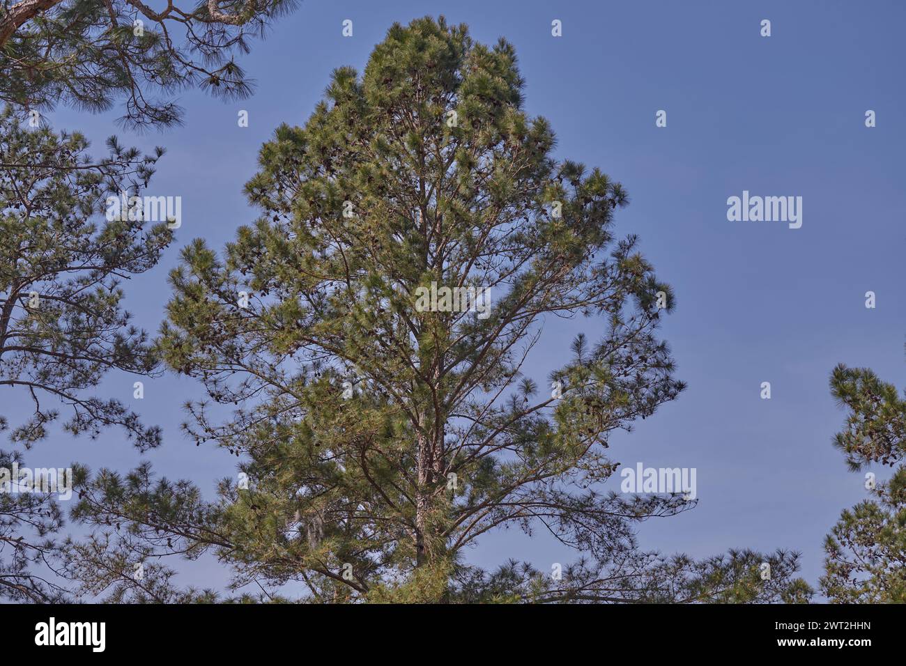 Early Spring day in southern Georgia with green trees and blue sky ...