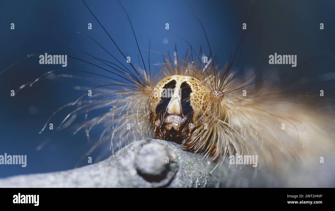 the head of gypsy moth or spongy moth caterpillar, Lymantria dispar ...