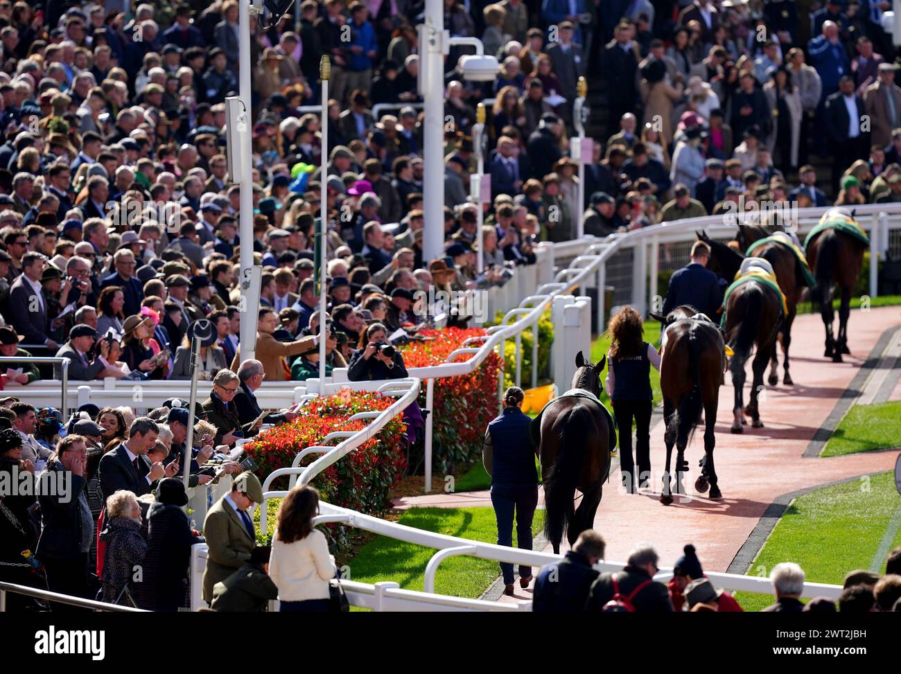 Parade day 2024 horses hi-res stock photography and images - Alamy