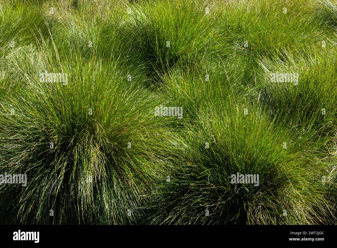 Green clumps of Tussock grasses Stock Photo - Alamy