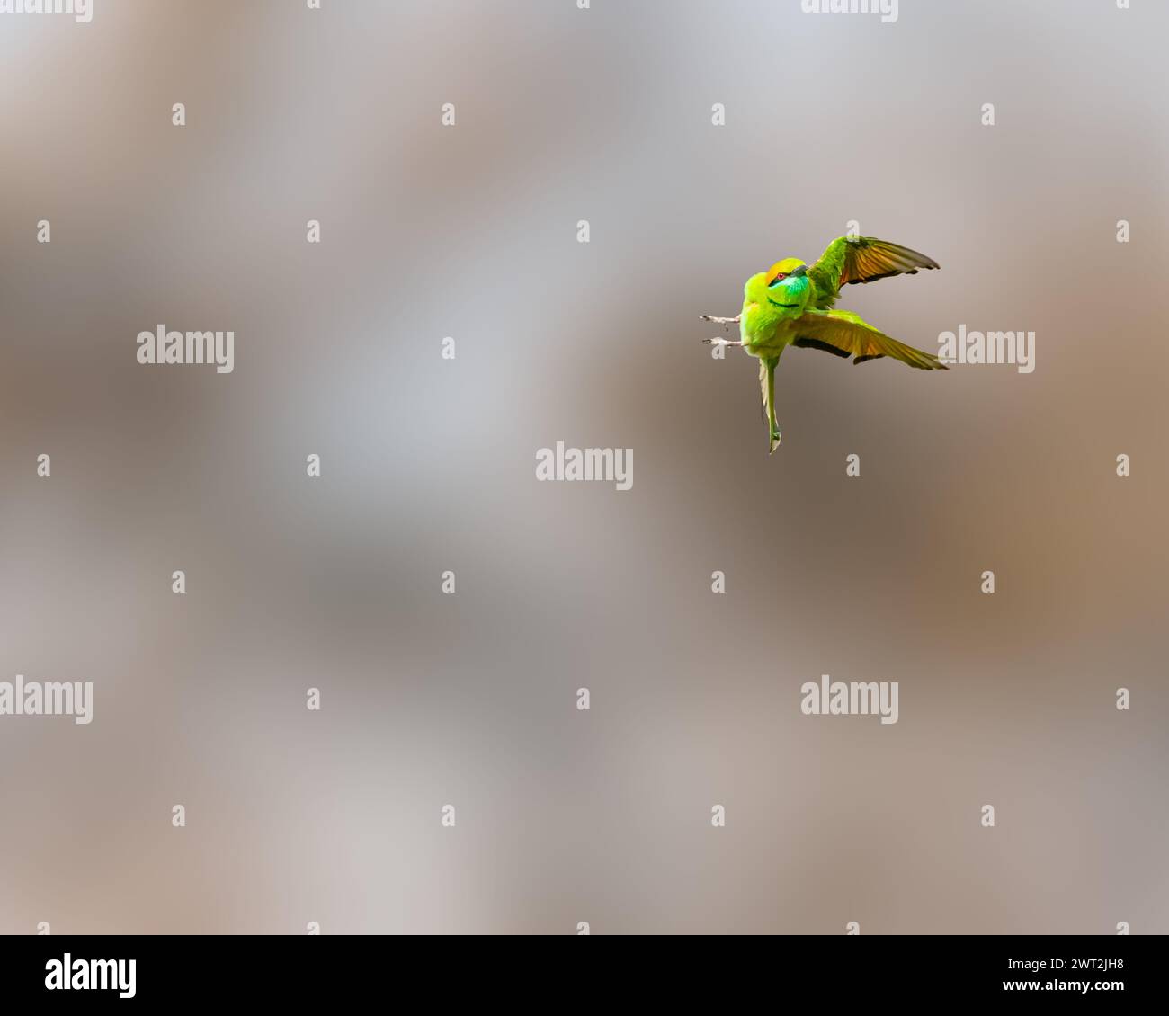 Gull flying with twig hi-res stock photography and images - Alamy