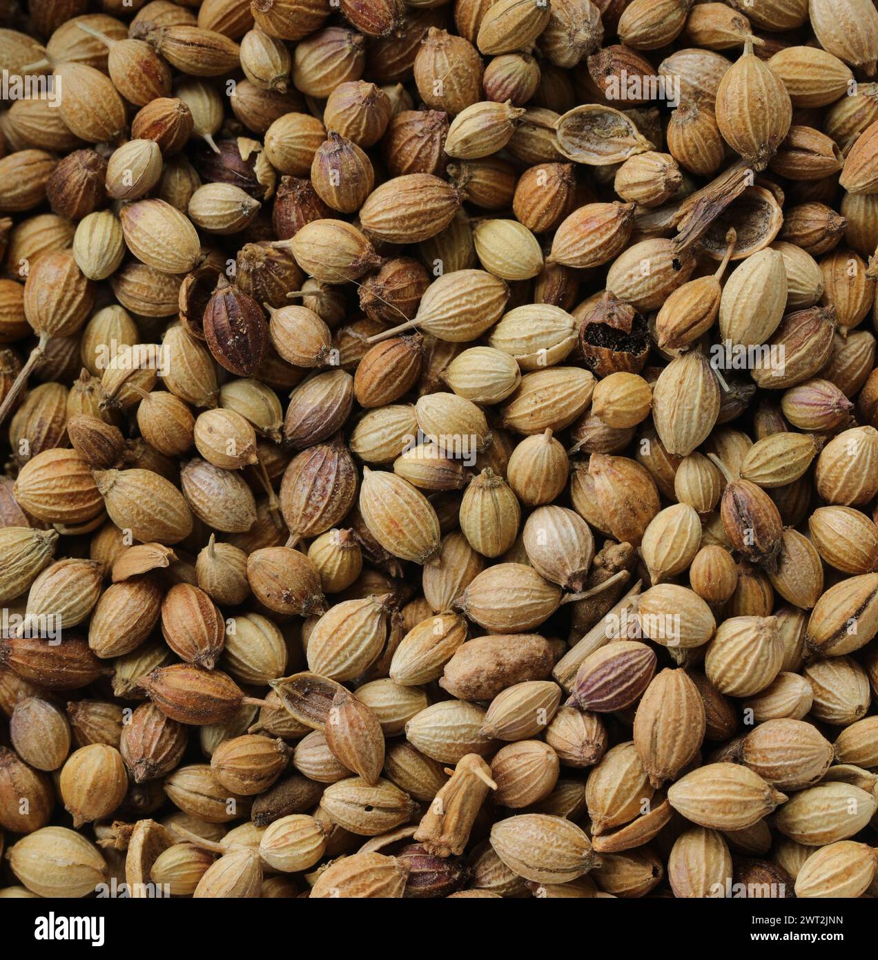 Kitchen spic seeds hi-res stock photography and images - Alamy