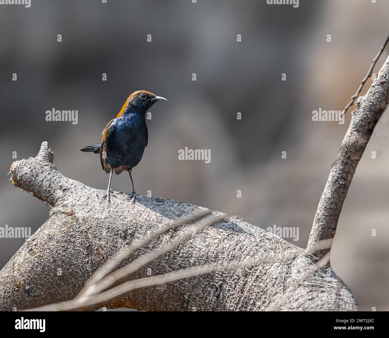 Indian blue robin female hi-res stock photography and images - Alamy