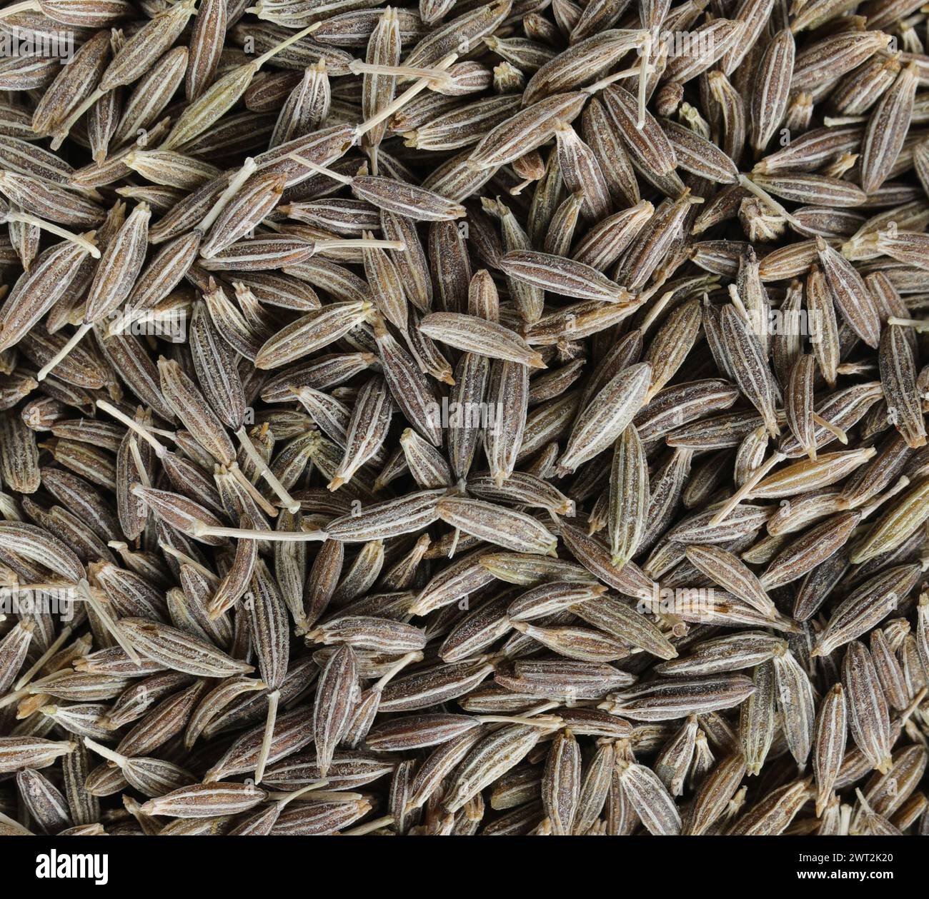 Kitchen spic seeds hi-res stock photography and images - Alamy