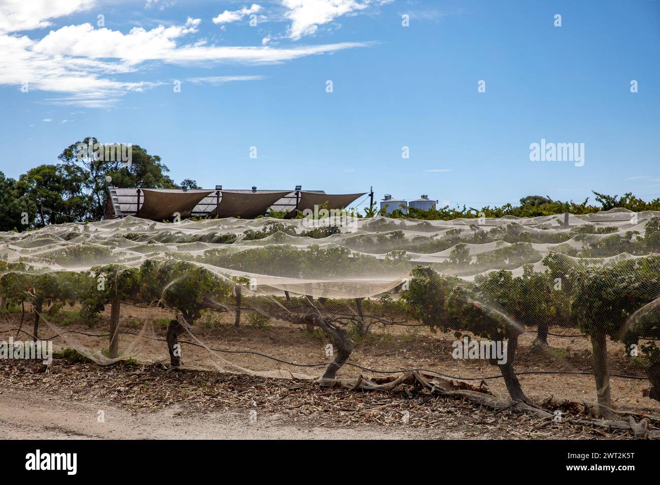 Grapevines with netting to prevent birds eating the grapes, David Franz ...