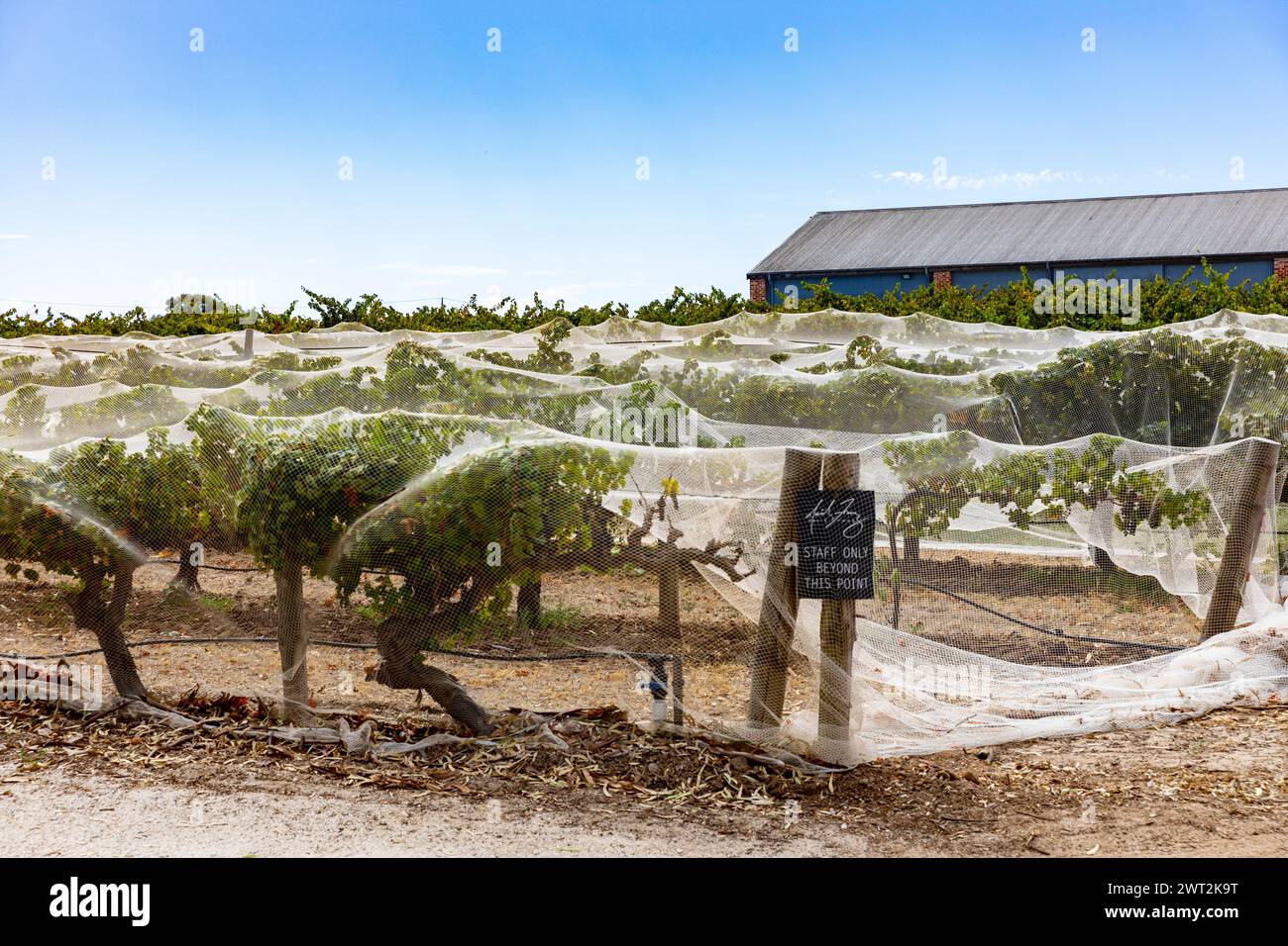 Grapevines with netting to prevent birds eating the grapes, David Franz ...