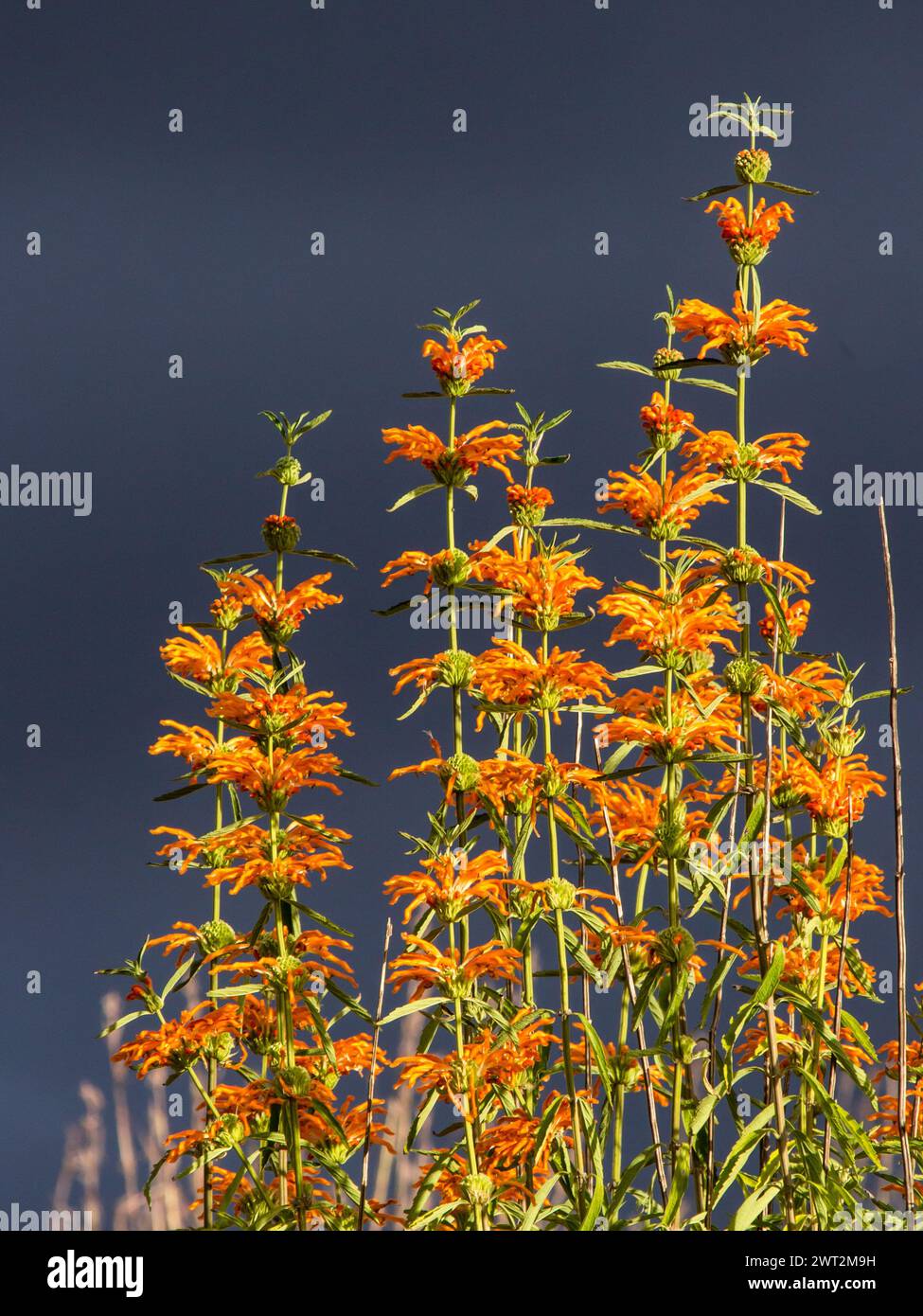 The bright orange flowers of a Wild dagga, Leonotis leonurus, in full ...