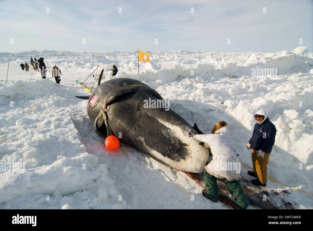 Inupiaq subsistence whalers bowhead whale catch on the pack ice during ...