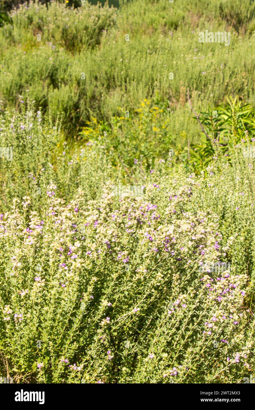 A mass of sagebushes in full bloom, covered in small mauve colored ...