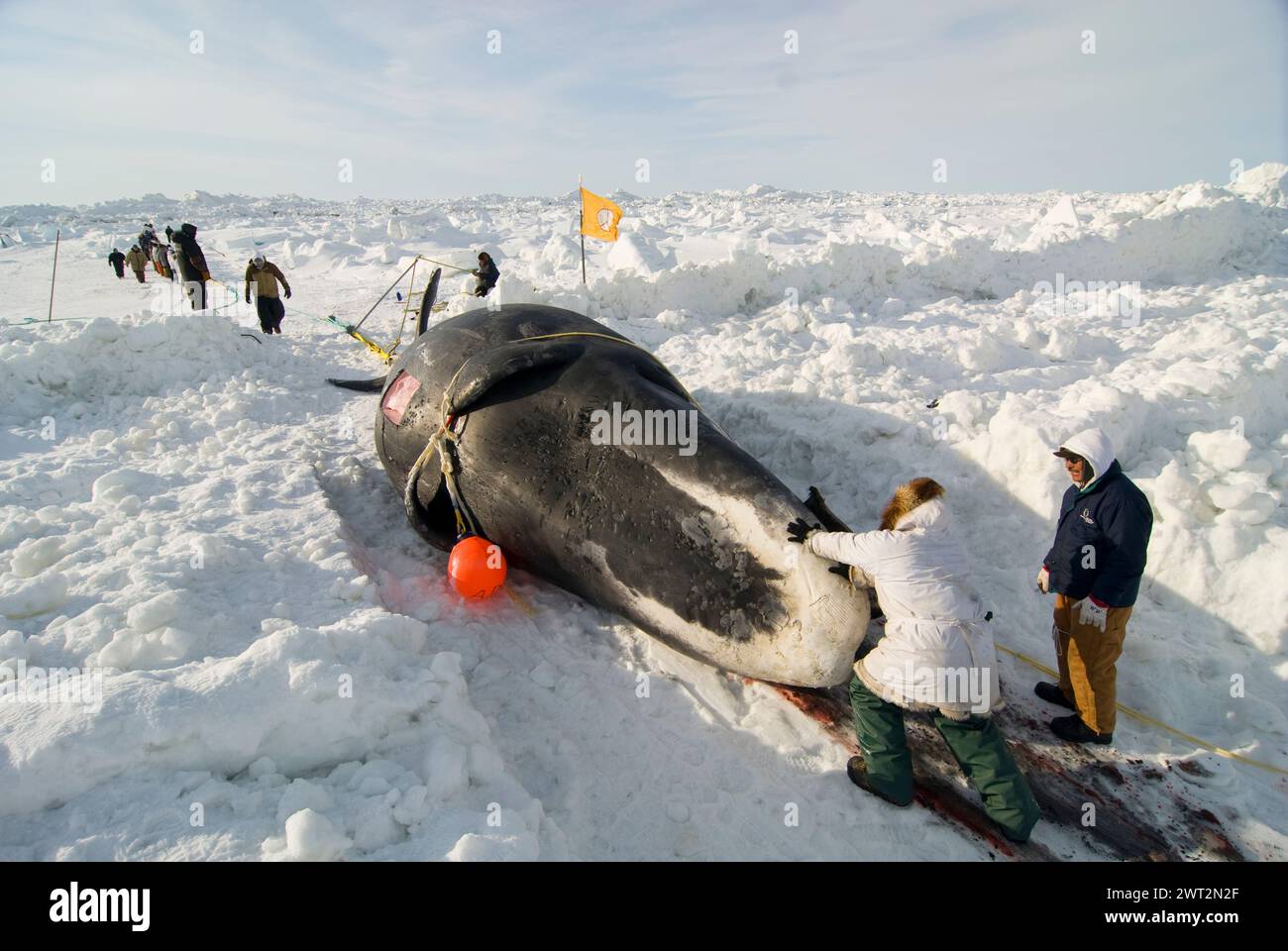 Inupiaq subsistence whalers bowhead whale catch on the pack ice during ...