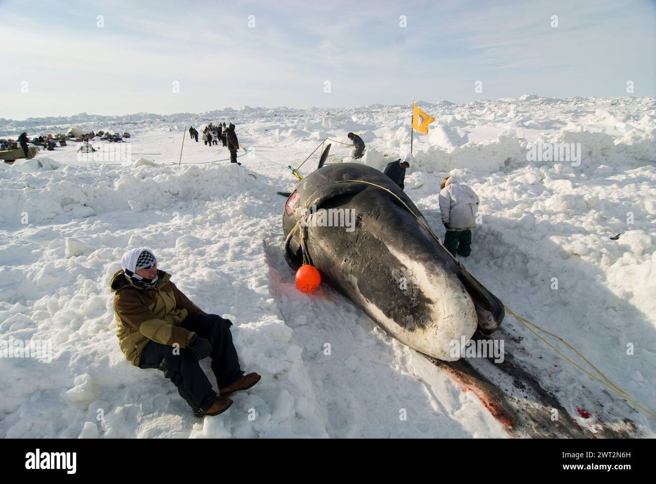 Inupiaq subsistence whalers bowhead whale catch on the pack ice during ...