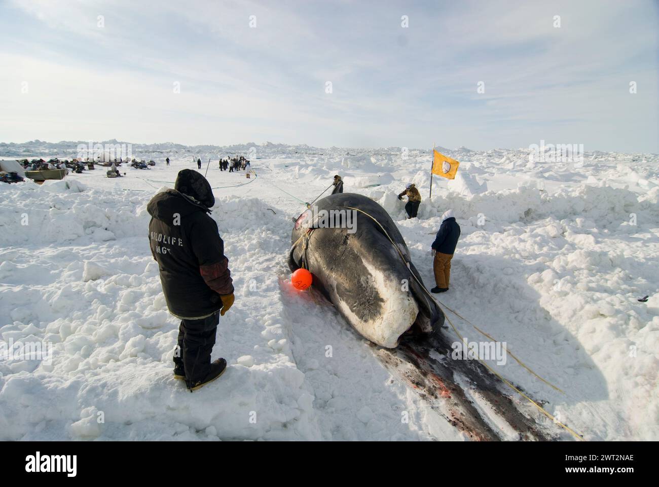 Inupiaq subsistence whalers bowhead whale catch on the pack ice during ...