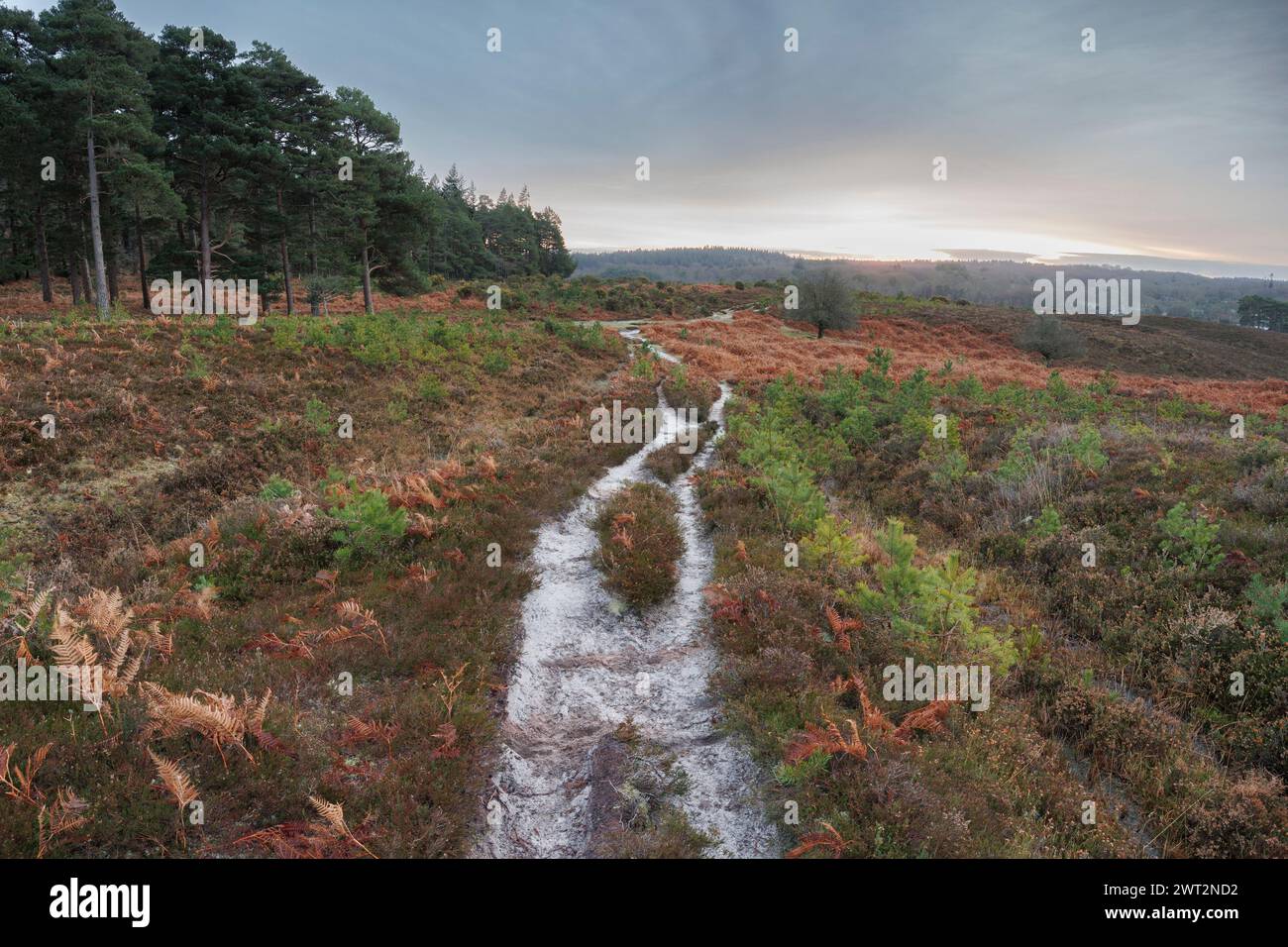 A narrow path between dense heather leads into the horizon with sunrise ...