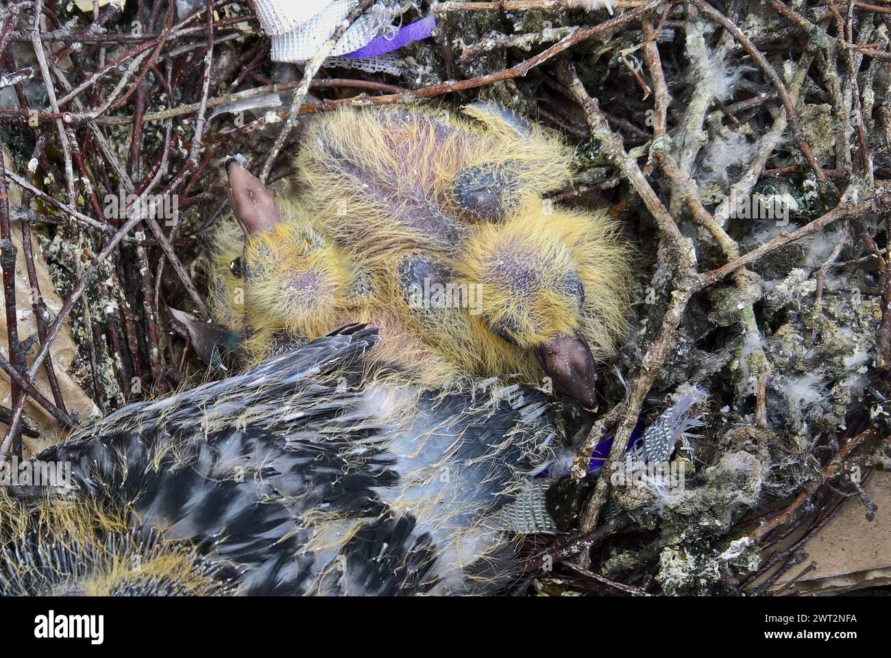 Tauben foto hi-res stock photography and images - Alamy