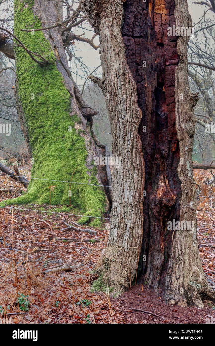 Two trees, one has a split in its trunk exposing the inside of the tree ...