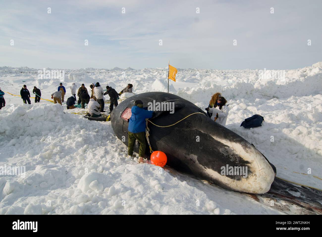 Inupiaq subsistence whalers bowhead whale catch on the pack ice during ...