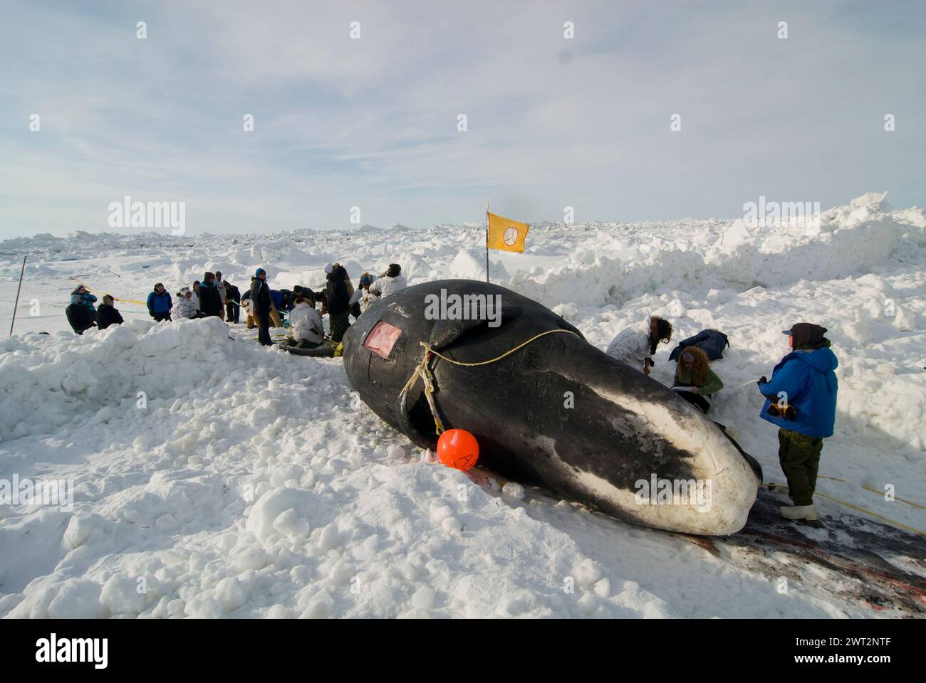 Inupiaq eskimo skin boat hi-res stock photography and images - Alamy