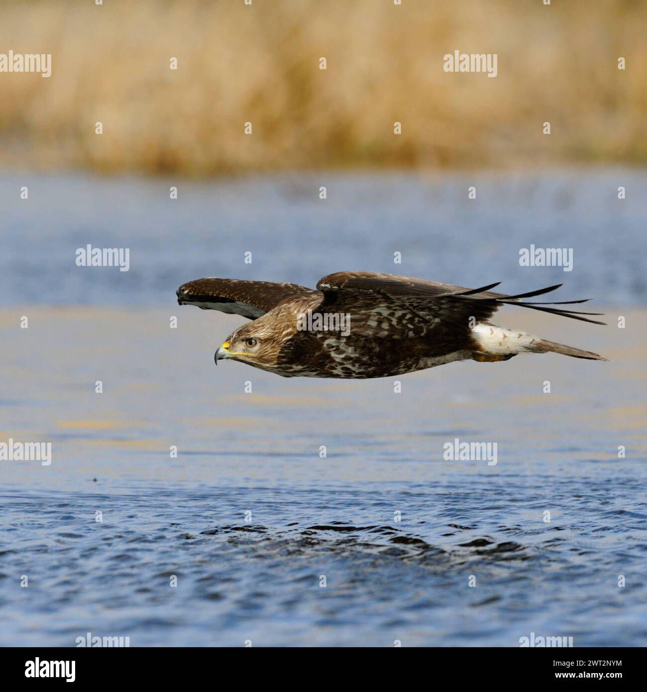 über m Wasser... Mäusebussard Buteo buteo im Flug, unser häufigster ...