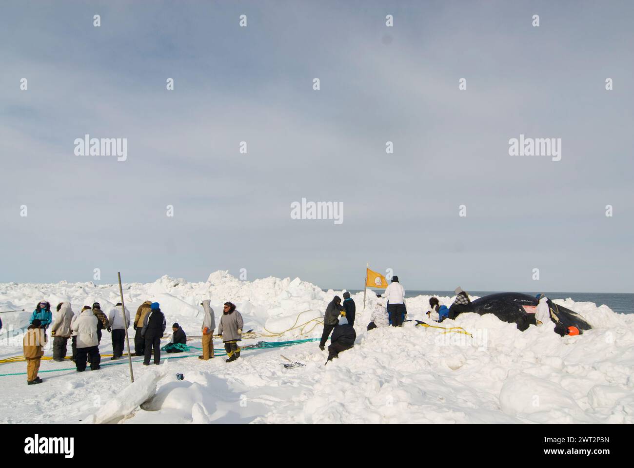 Inupiaq subsistence whalers bowhead whale catch on the pack ice during ...
