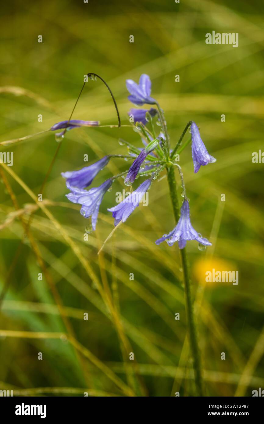 The delicate small blue bell-shaped flowers of a bell agapanthus ...