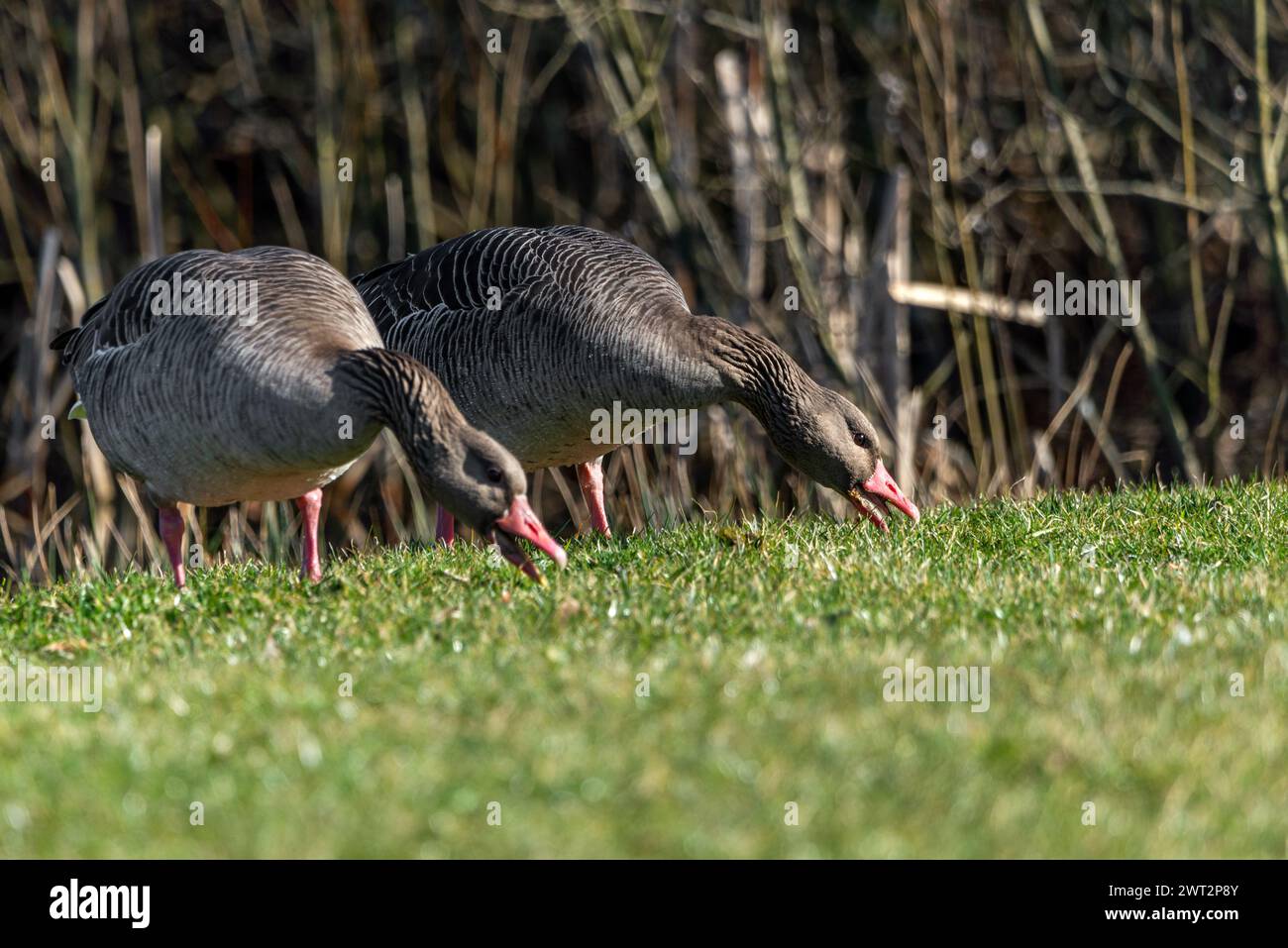 River geese feeding hi-res stock photography and images - Alamy