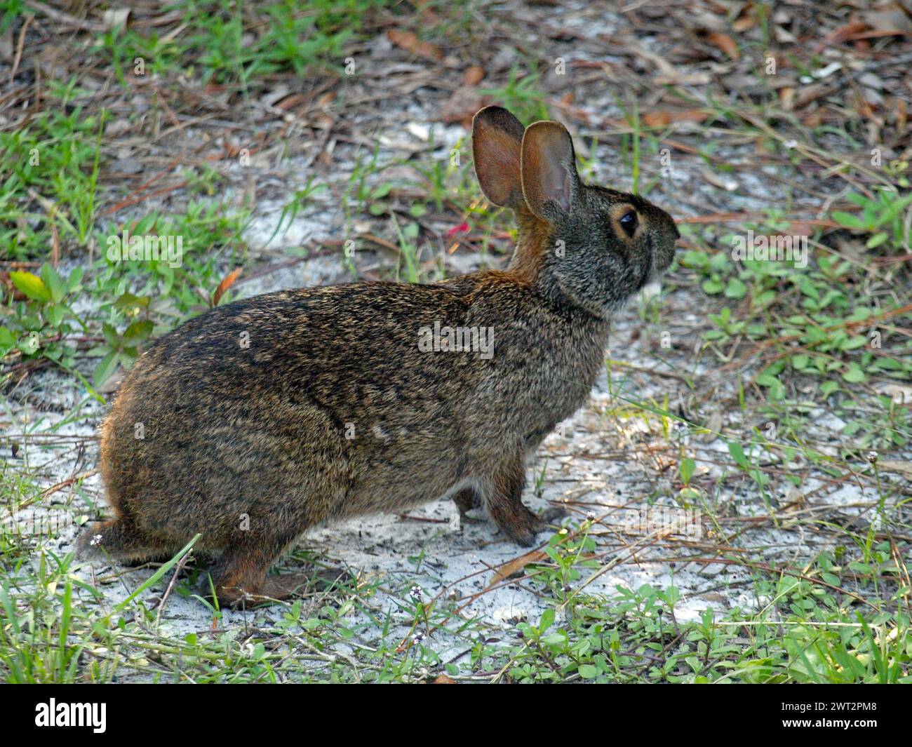 Florida wild animals hi-res stock photography and images - Alamy