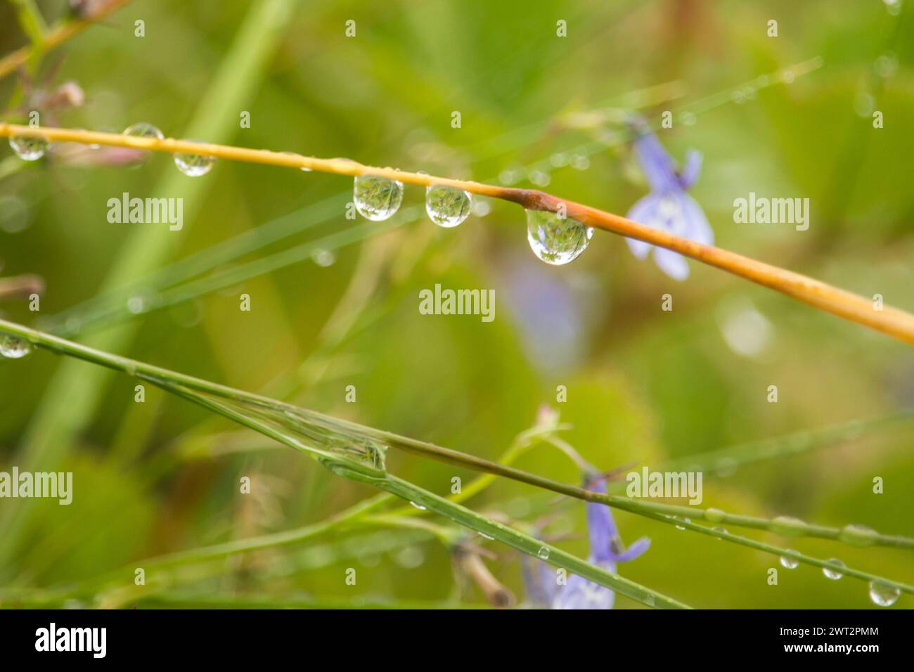 Ethereal Grassland Close-up Stock Photo - Alamy