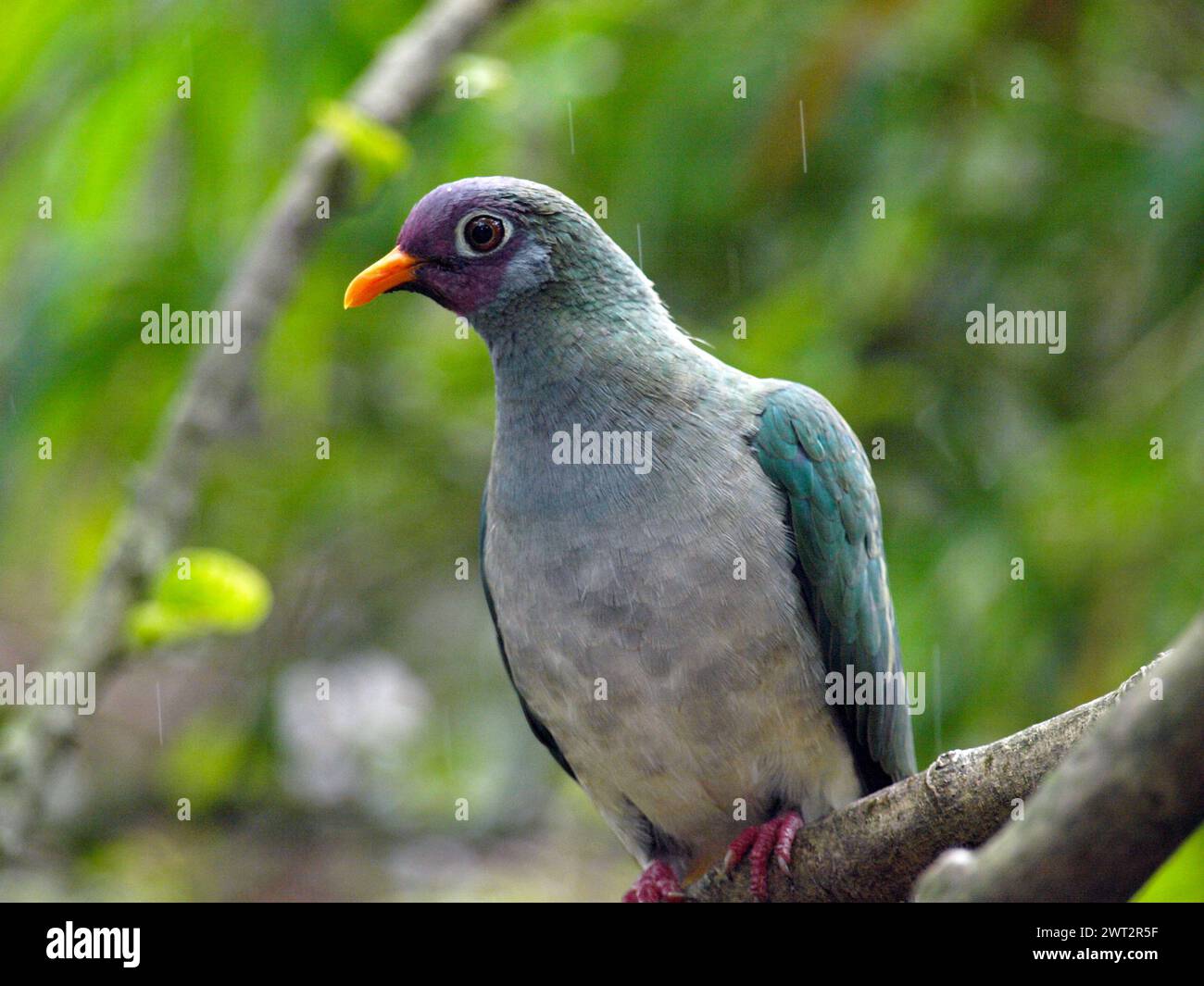 Green and purple pigeon on a branch Stock Photo - Alamy