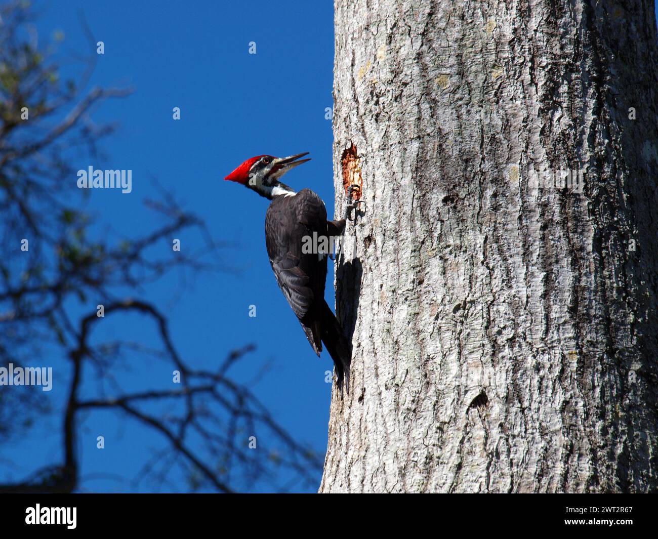 Pileated woodpecker (Dryocopus pileatus). A black woodpecker native to ...
