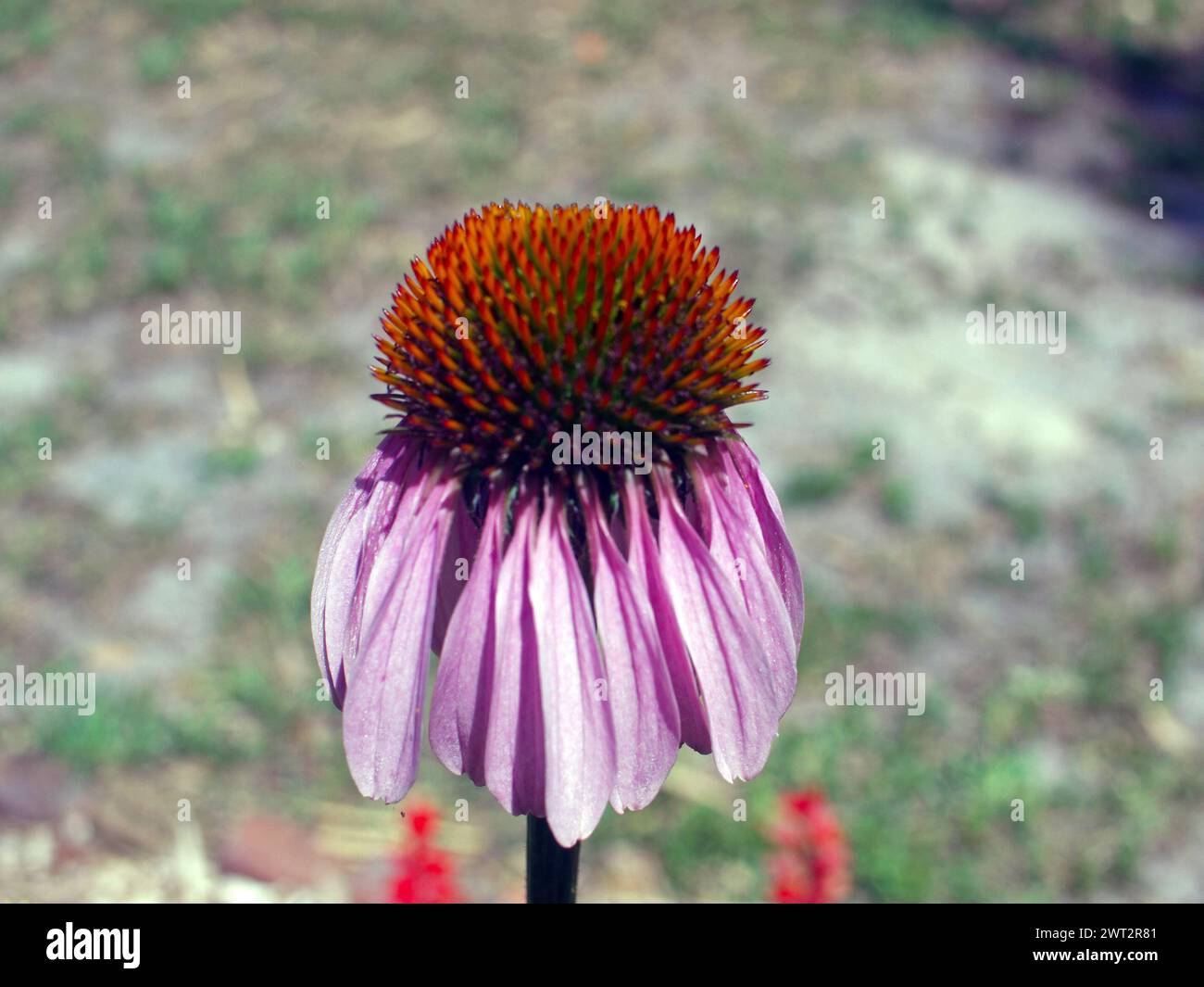 Purple Coneflower or hedgehog coneflower (Echinacea purpurea). Native ...