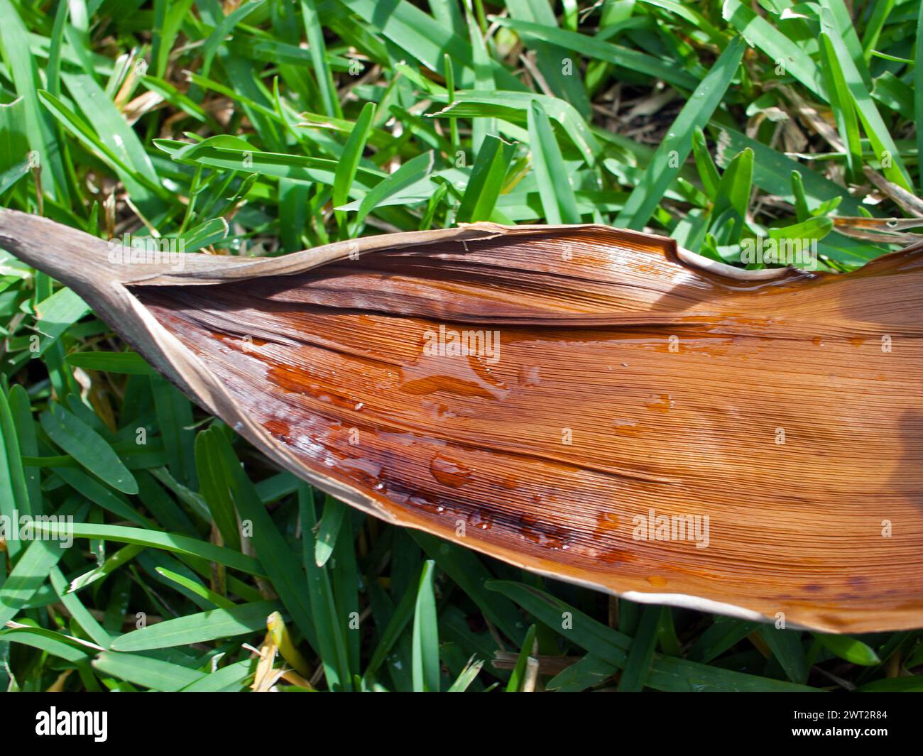 Mosquitoes breeding ground hi-res stock photography and images - Alamy
