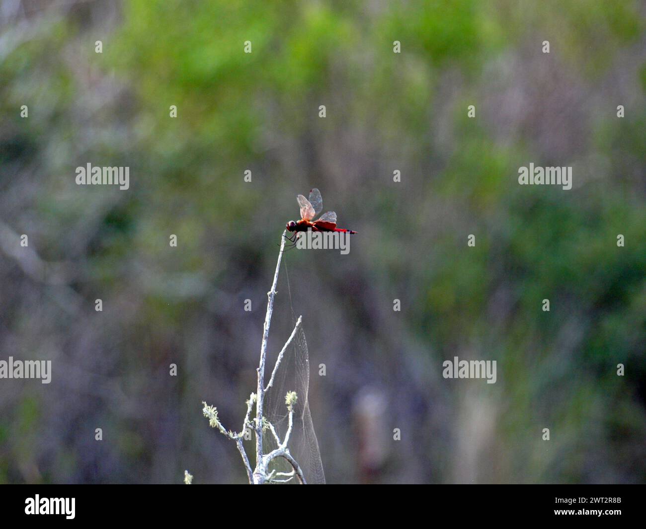 Red tailed dragonfly on a branch. North Florida wildlife Stock Photo ...