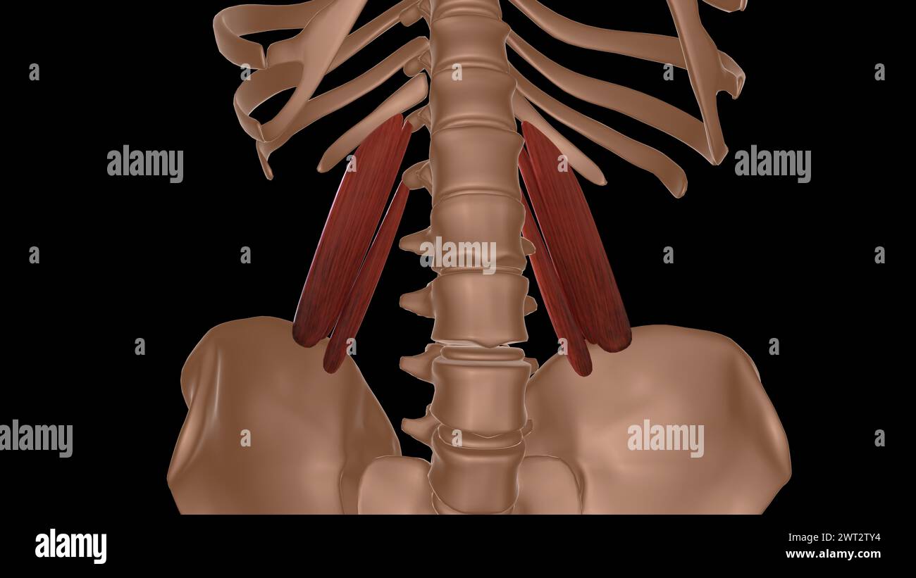human female muscle anatomy for medical concept 3d illustration Stock ...