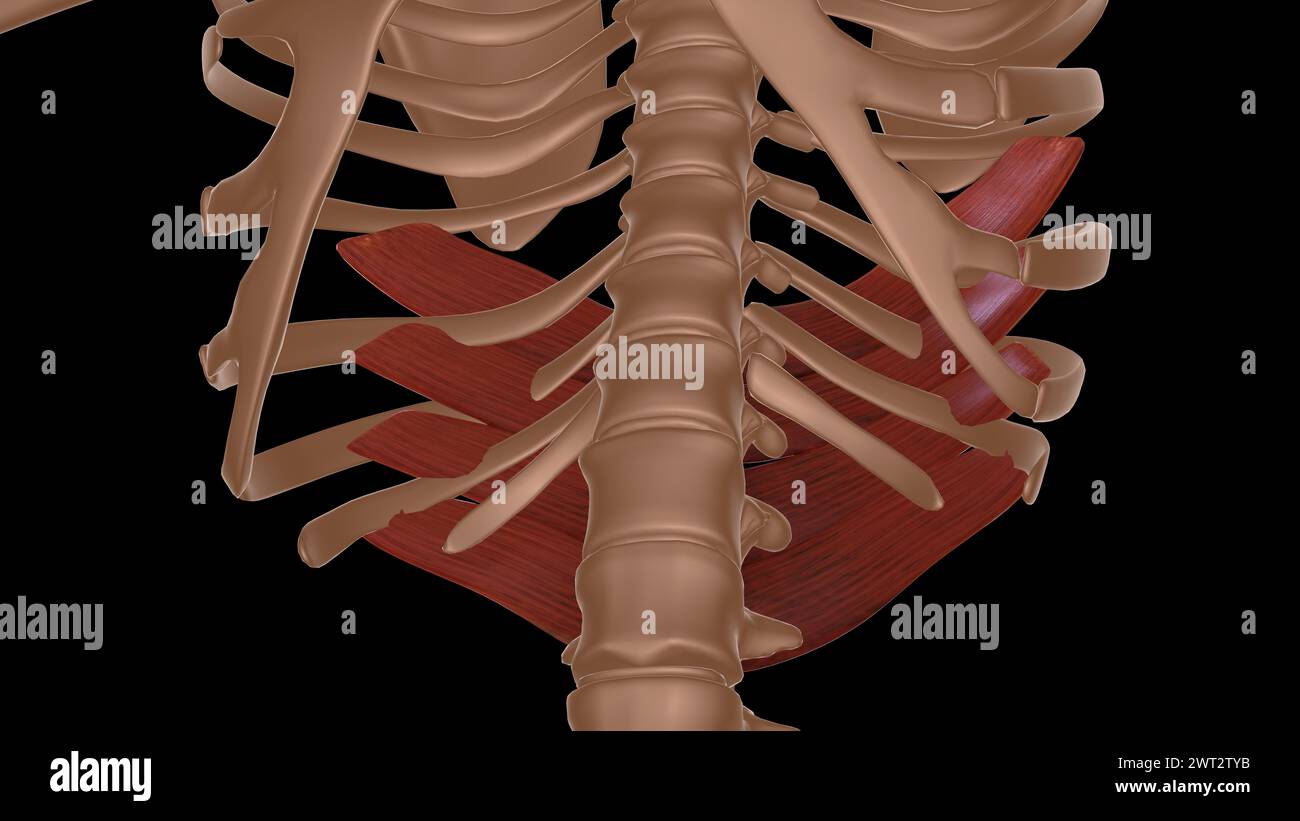 human female muscle anatomy for medical concept 3d illustration Stock ...