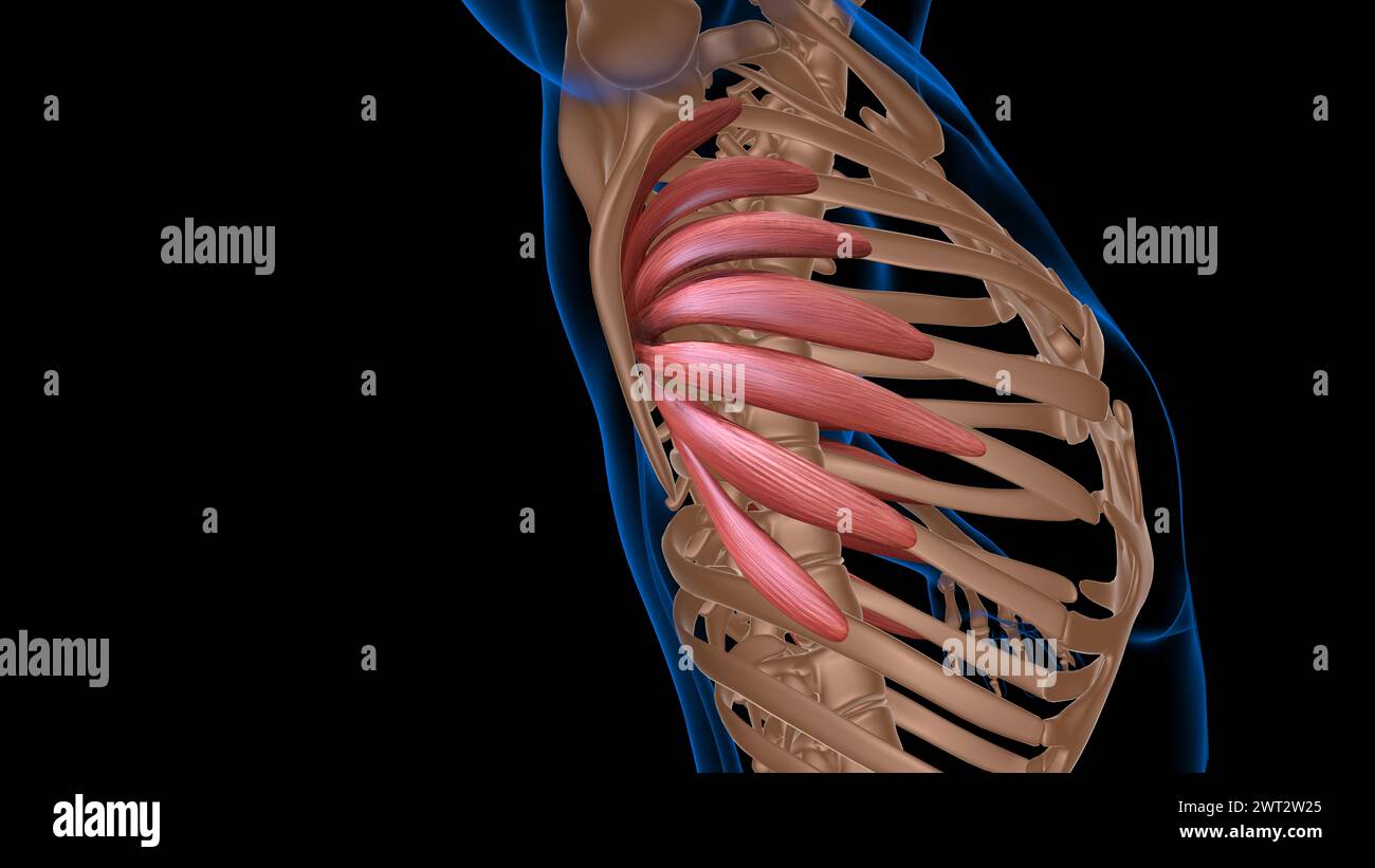 human female muscle anatomy for medical concept 3d illustration Stock ...