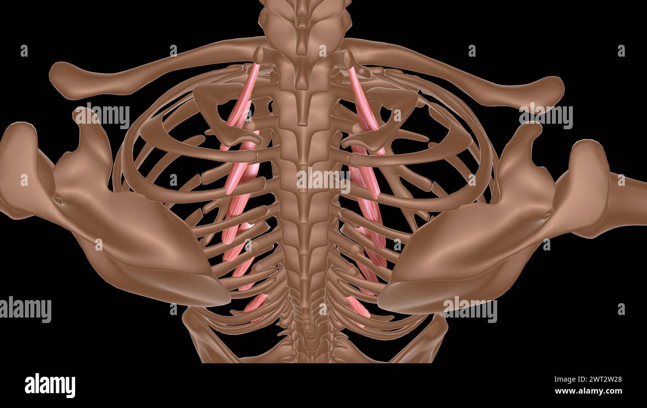 human female muscle anatomy for medical concept 3d illustration Stock ...