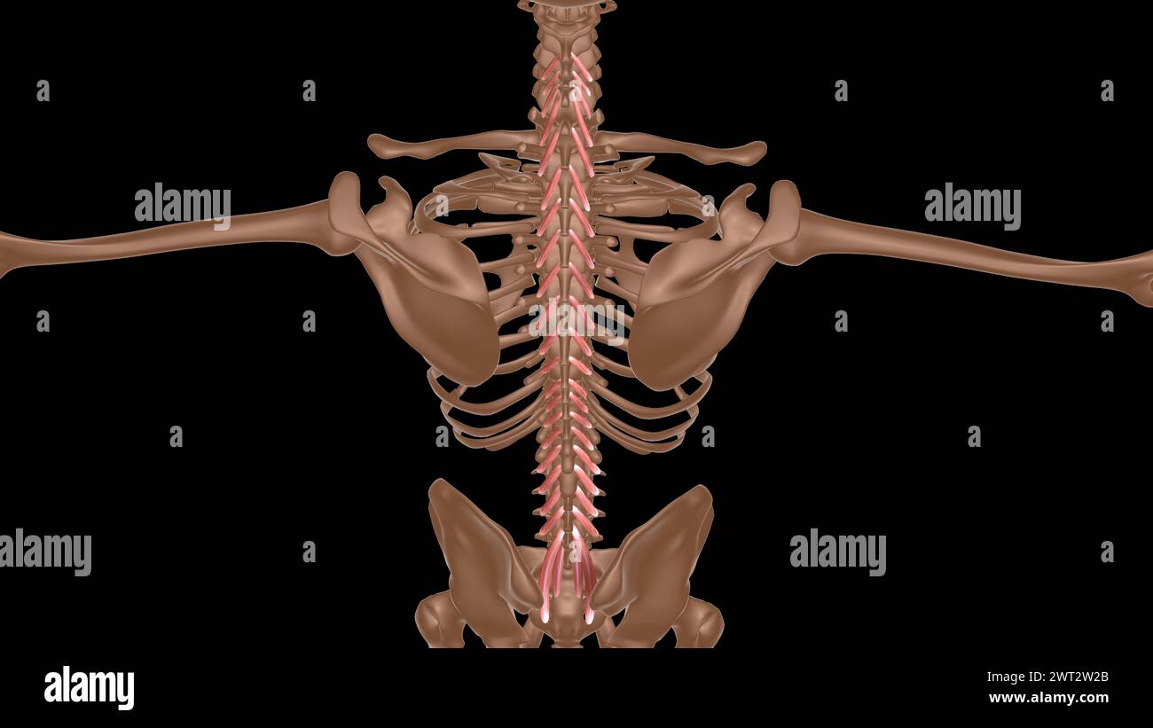 human female muscle anatomy for medical concept 3d illustration Stock ...