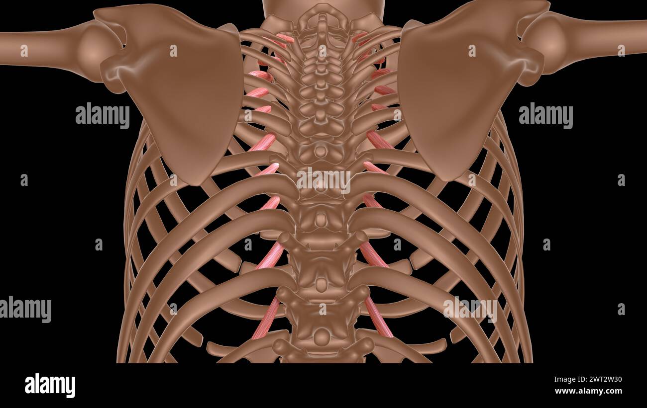 human female muscle anatomy for medical concept 3d illustration Stock ...